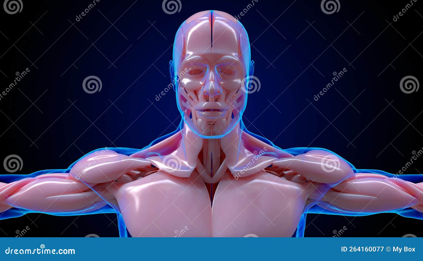 Muscular System is an Organ System Responsible for Providing Strength ...