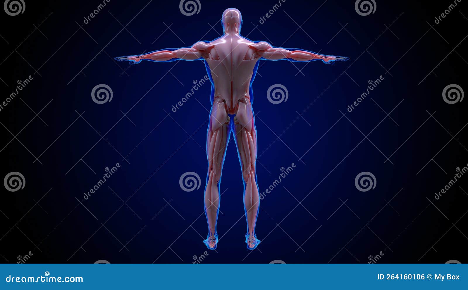Muscular System is an Organ System Responsible for Providing Strength ...