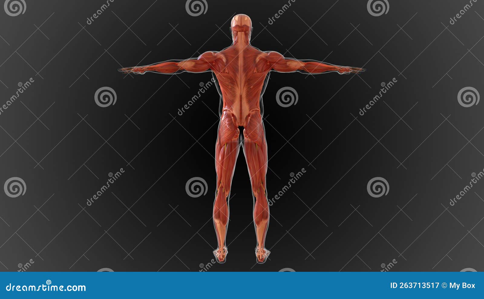 Muscular System is an Organ System Responsible for Providing Strength ...