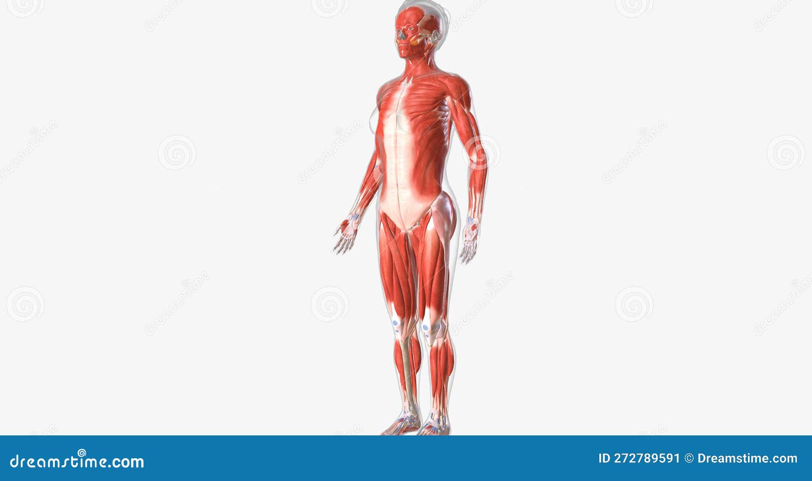 The Musculoskeletal System Contains the Muscles and Bones of the Body ...