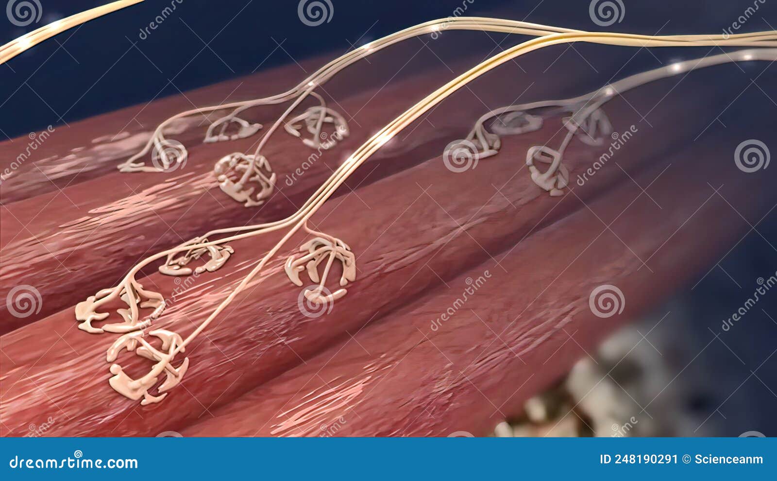 Illustration Showing How Human Muscles and Nervous System Works Stock ...