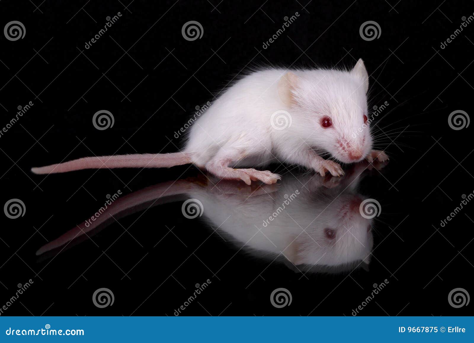 Musculus de mus image stock. Image du expérimental, albinos - 9667875