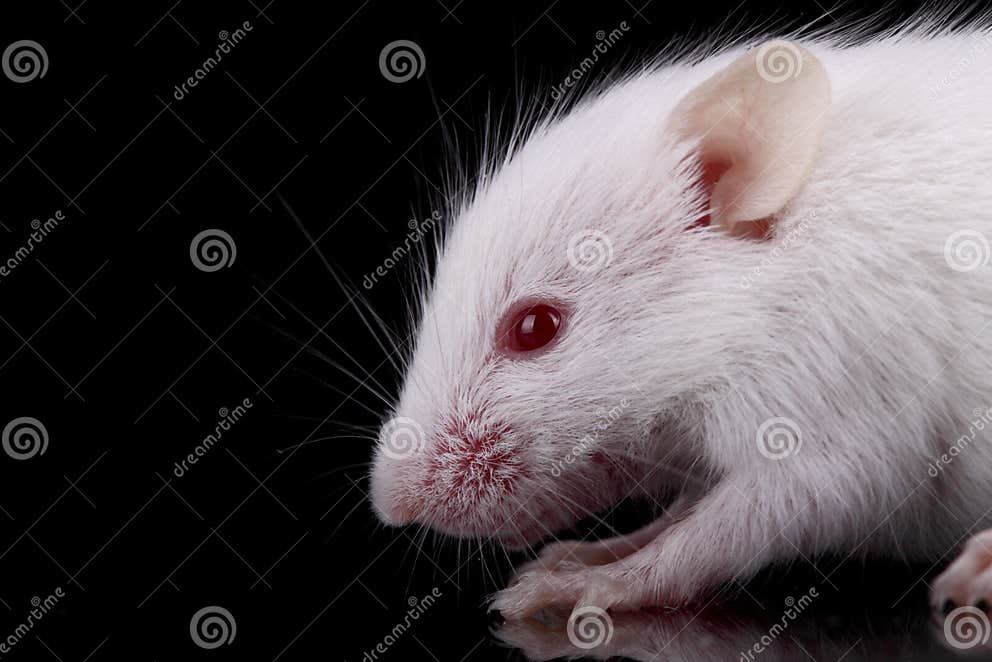 Musculus de Mus foto de archivo. Imagen de albino, estudio - 9705054