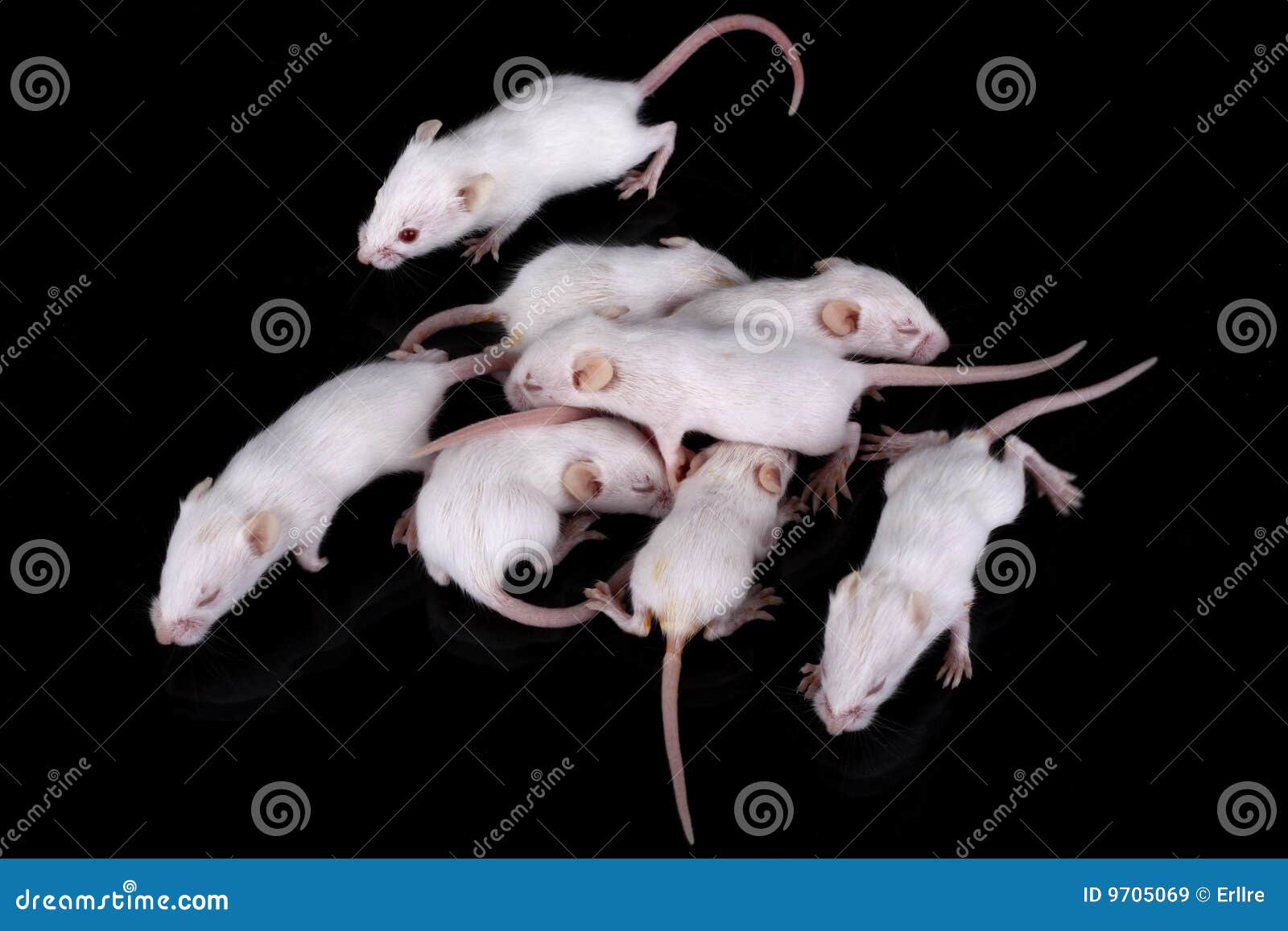 Musculus de mus image stock. Image du nuisible, science - 9705069