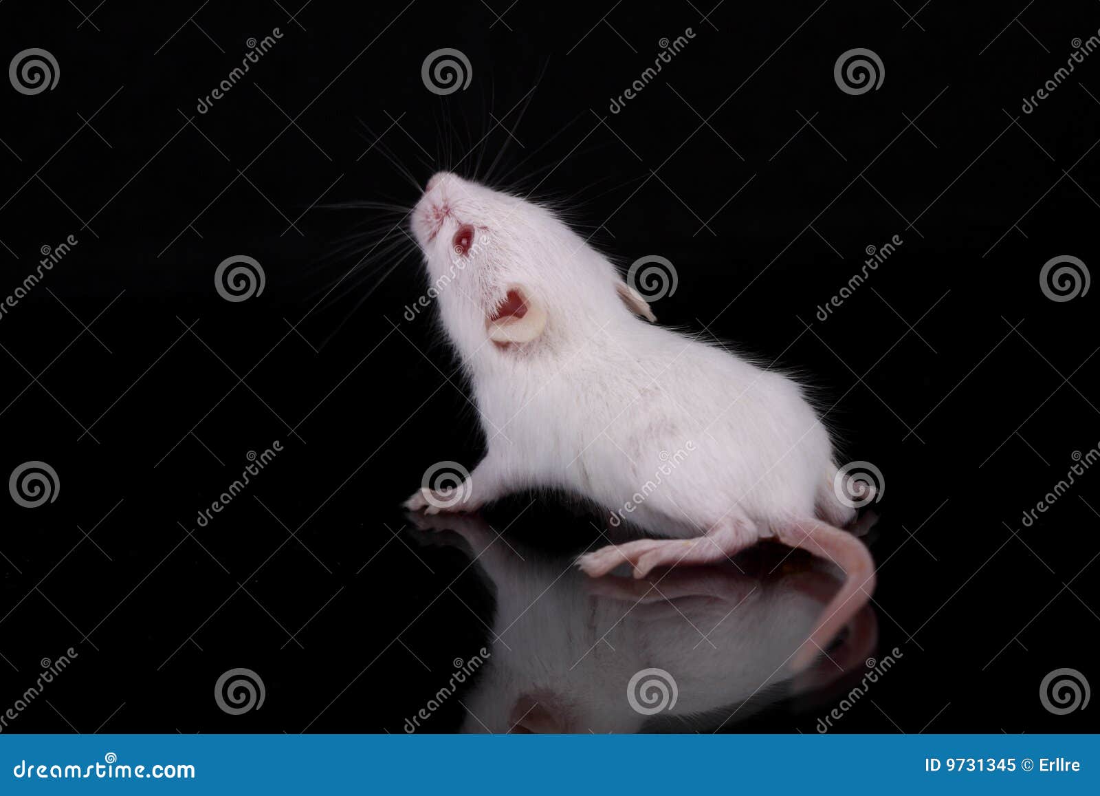 Musculus de mus image stock. Image du albinisme, animal - 9731345