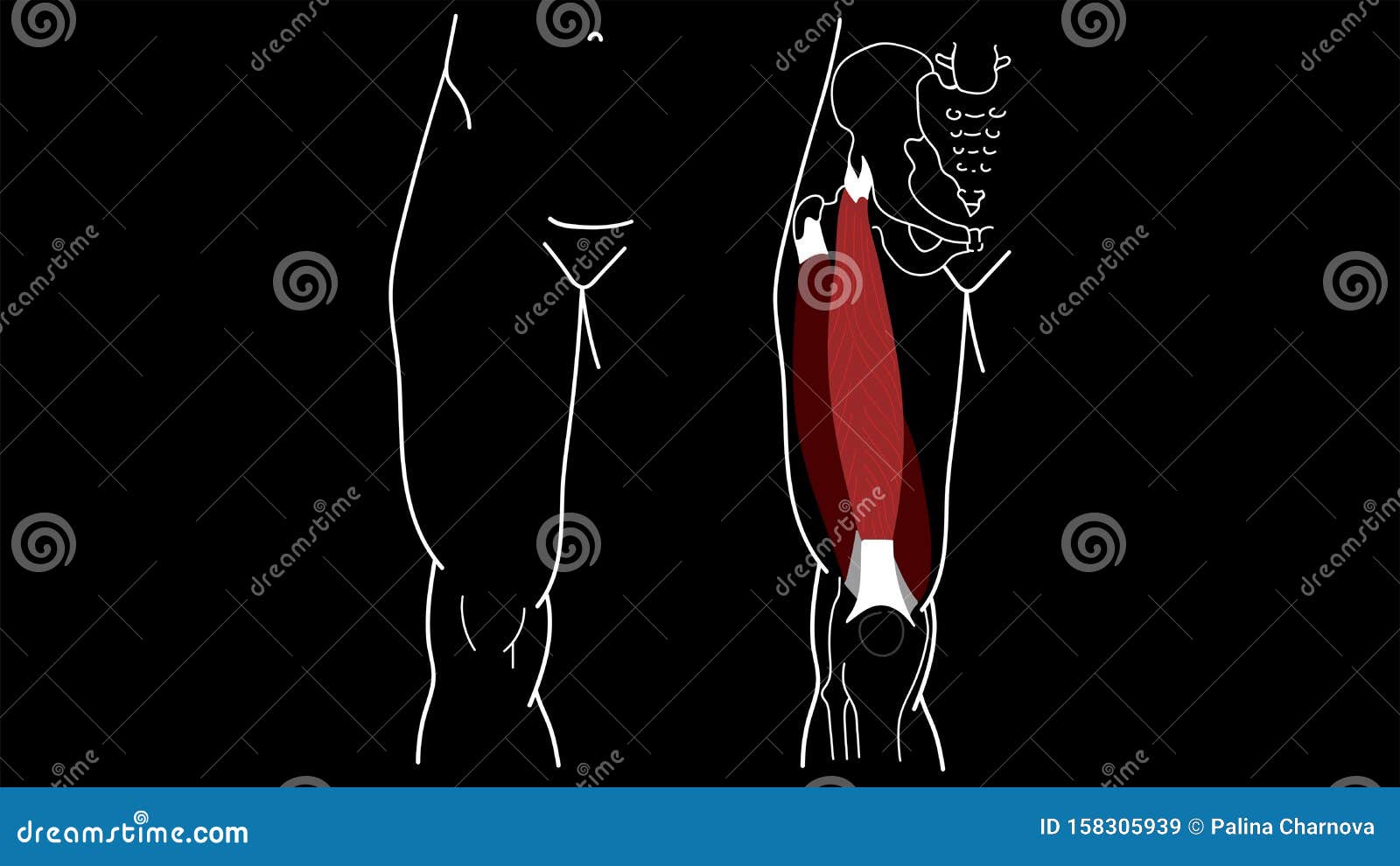 Musculus Quadriceps Femoris. Musculus Rectus Femoris Stock Illustration ...