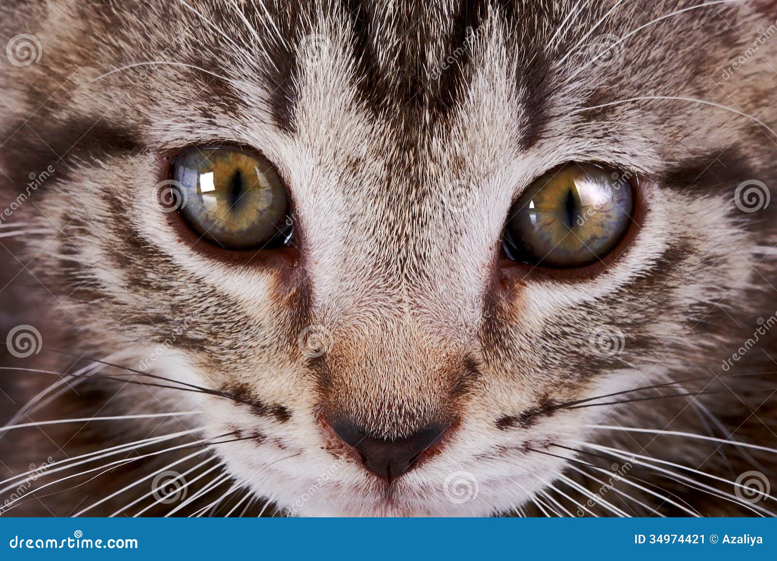 Museau d'un chaton. image stock. Image du domestique - 34974421