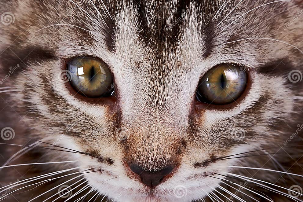 Museau d'un chaton. image stock. Image du domestique - 34974421