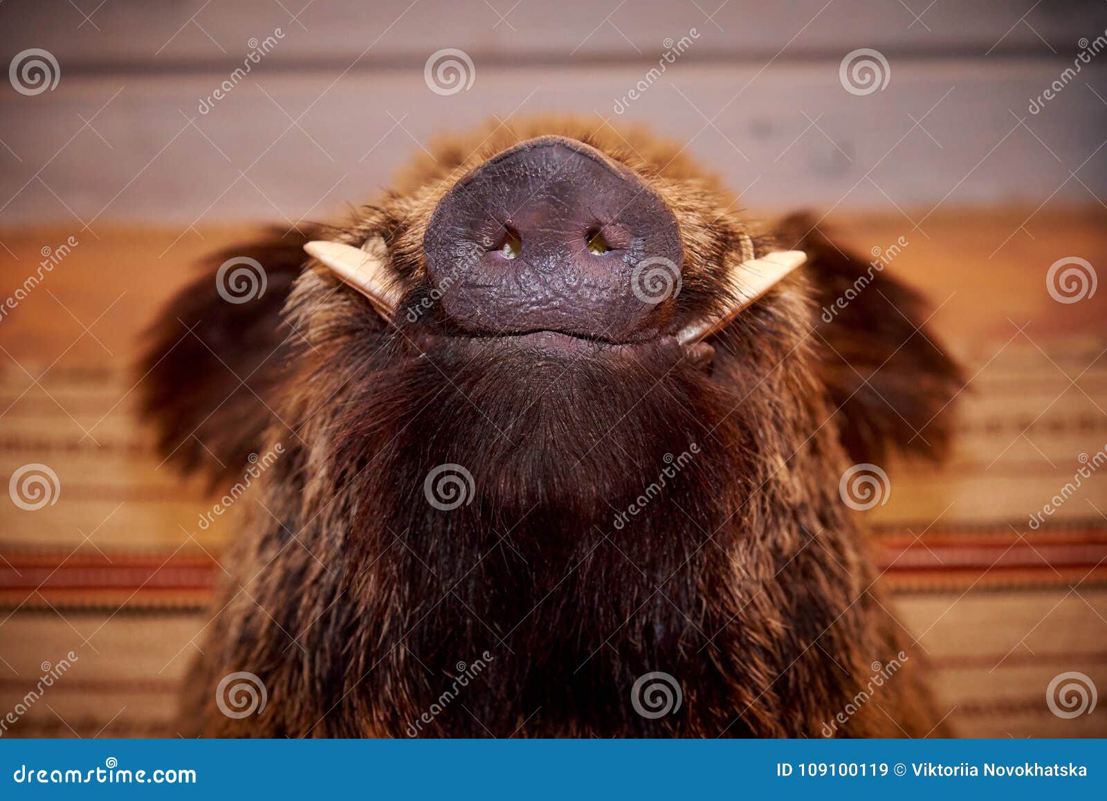 Museau d'un sanglier image stock. Image du forêt, robuste - 109100119