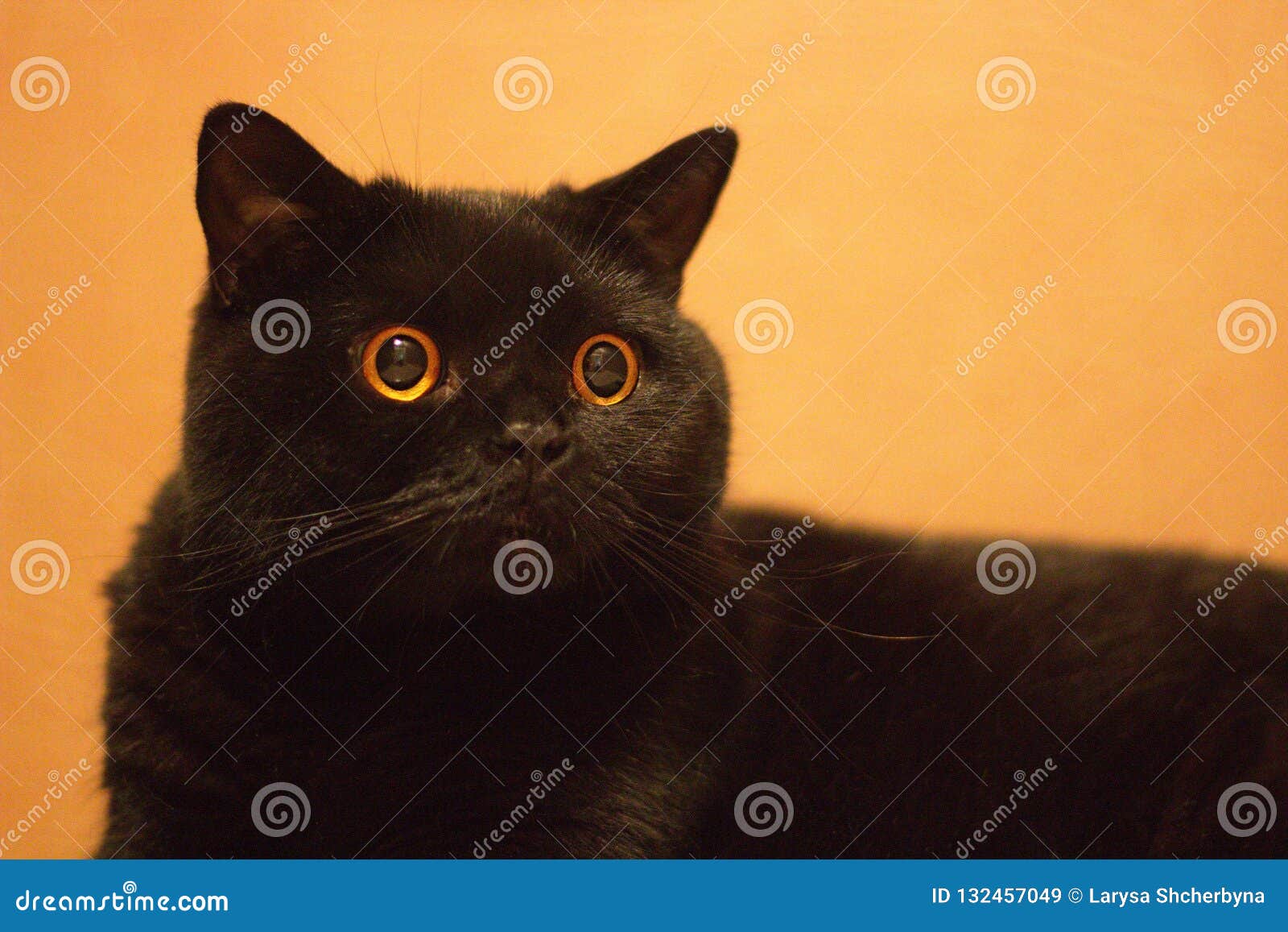 Museau D'une Fin De Chat Noir Image stock - Image du présage, oeil ...