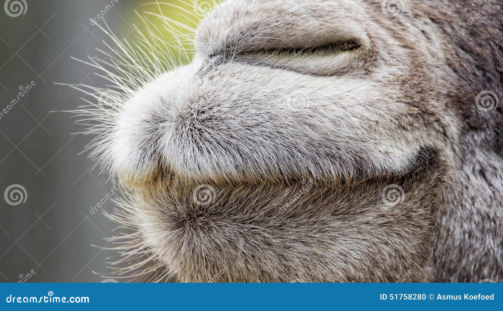 Museau de chameau photo stock. Image du suffisant, mammifère - 51758280