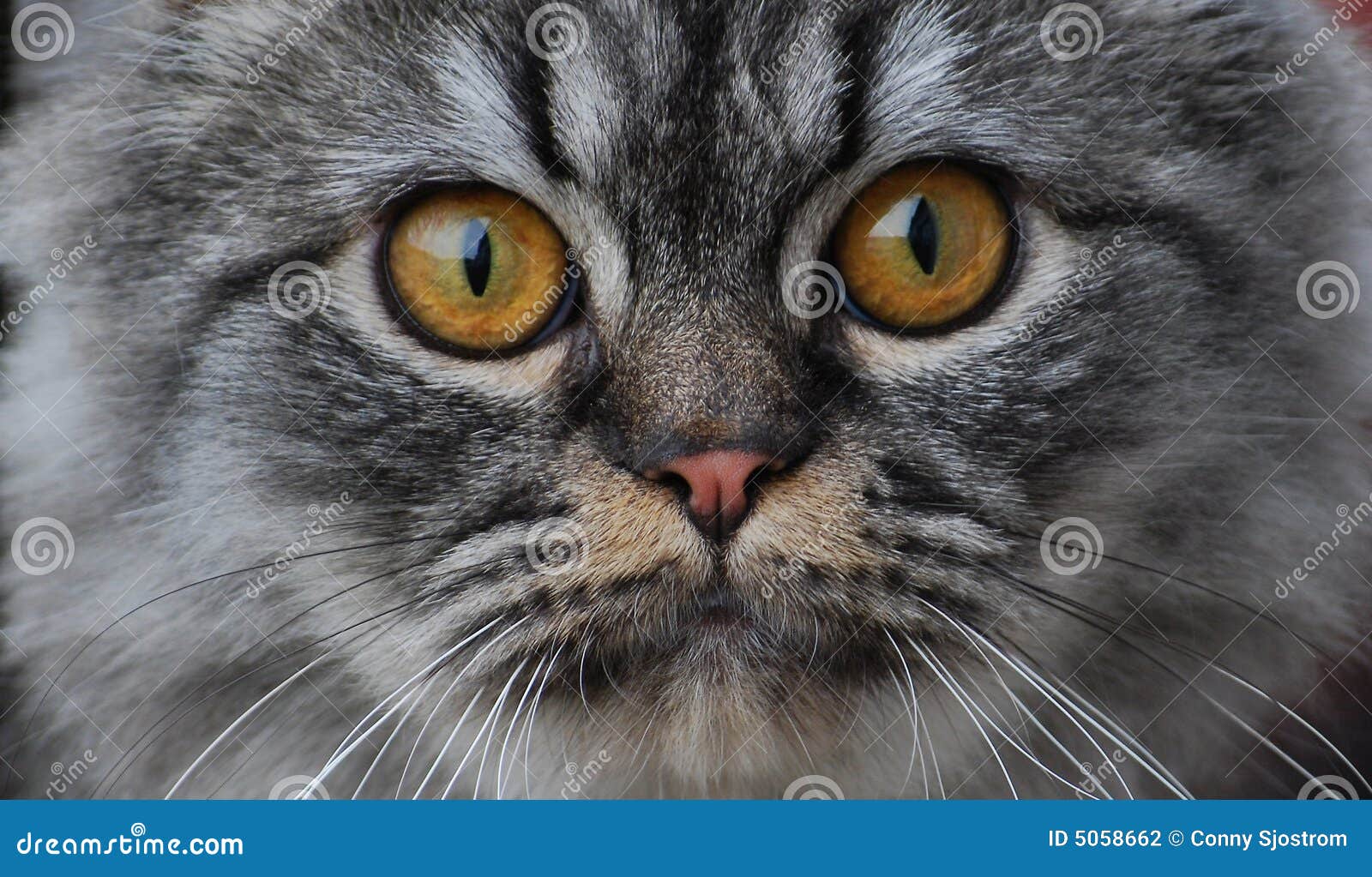 Museau de chat photo stock. Image du brun, museau, visage - 5058662