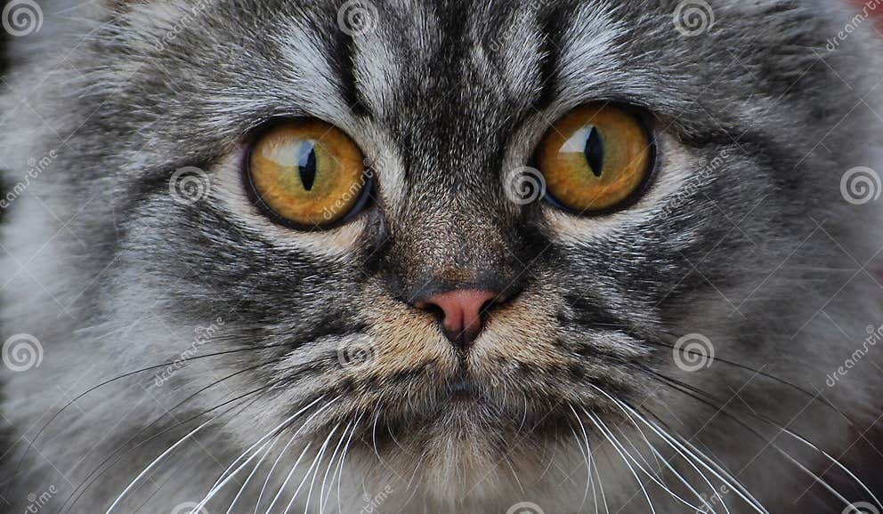 Museau de chat photo stock. Image du brun, museau, visage - 5058662