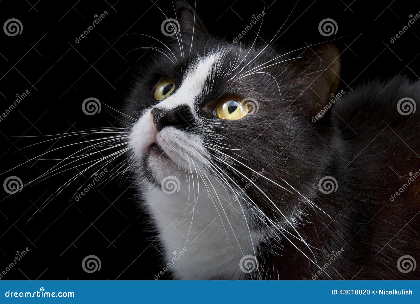 Museau De Chat Avec Les Favoris Blancs Photo stock - Image du laines ...