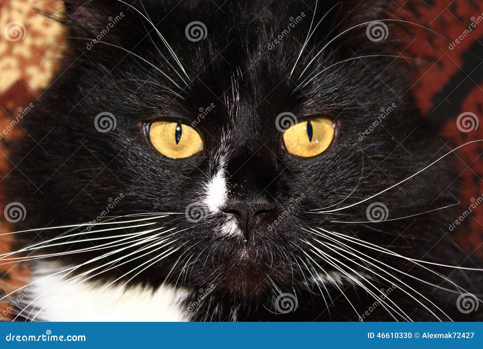 Museau de chat noir photo stock. Image of oeil, noir - 46610330