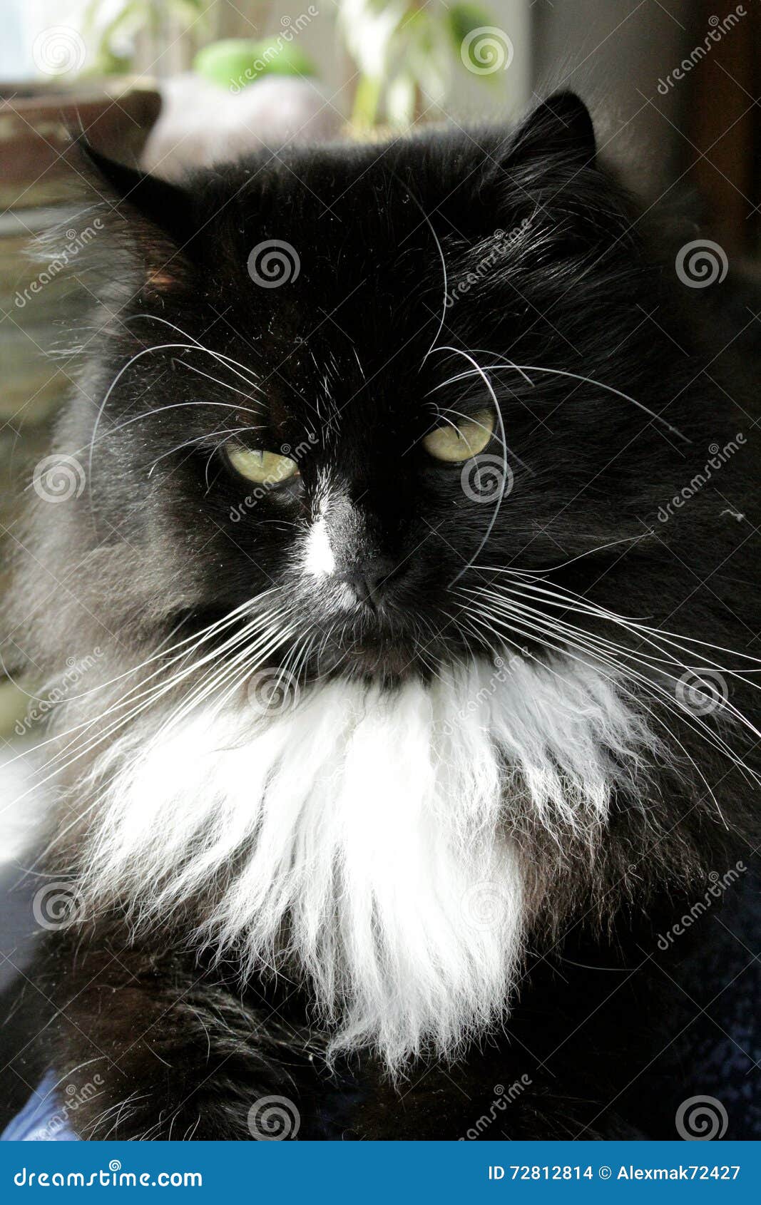 Museau de chat noir photo stock. Image du mammifère, jeune - 72812814