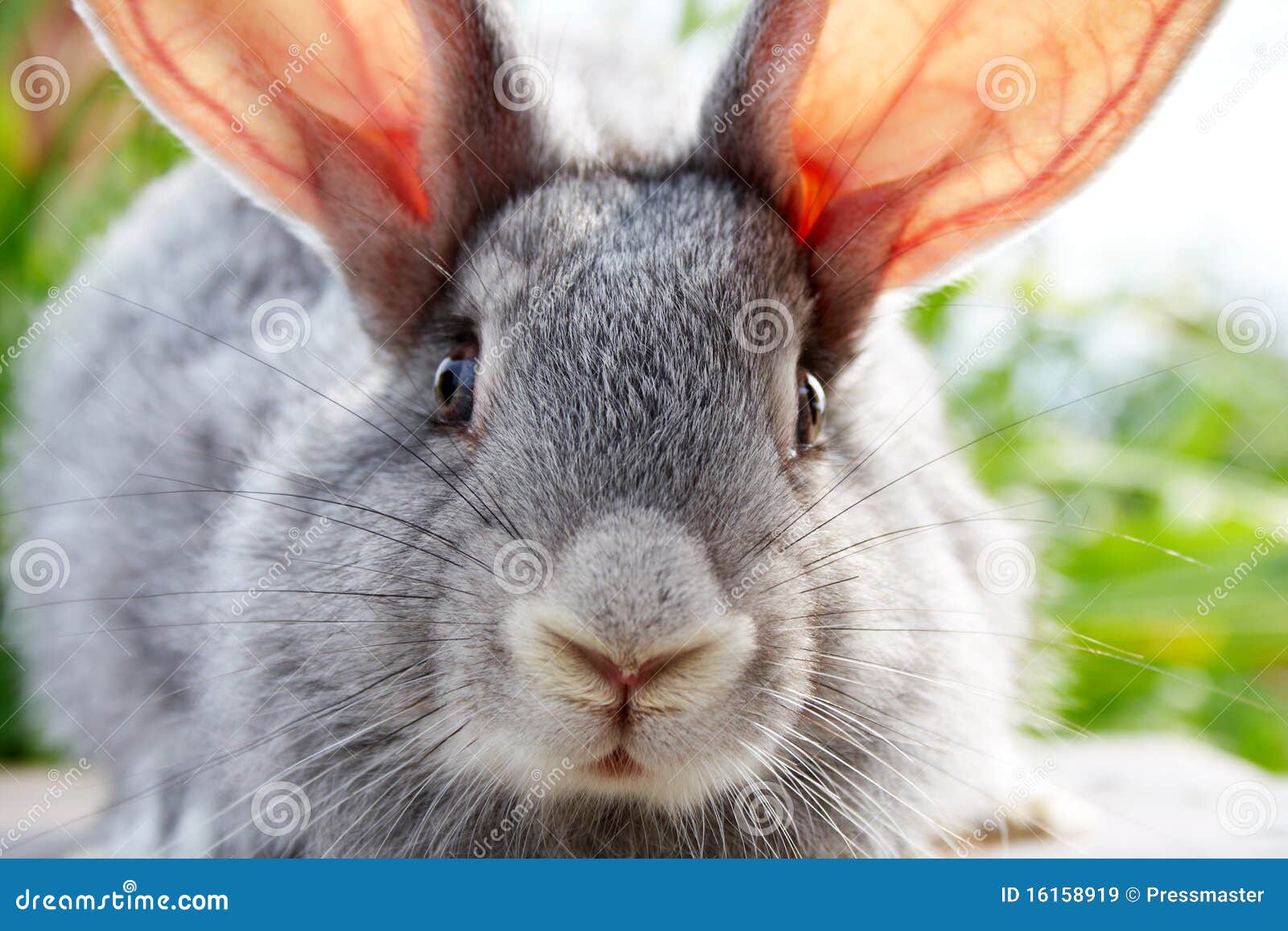 Museau de lapin image stock. Image du regarder, vacances - 16158919