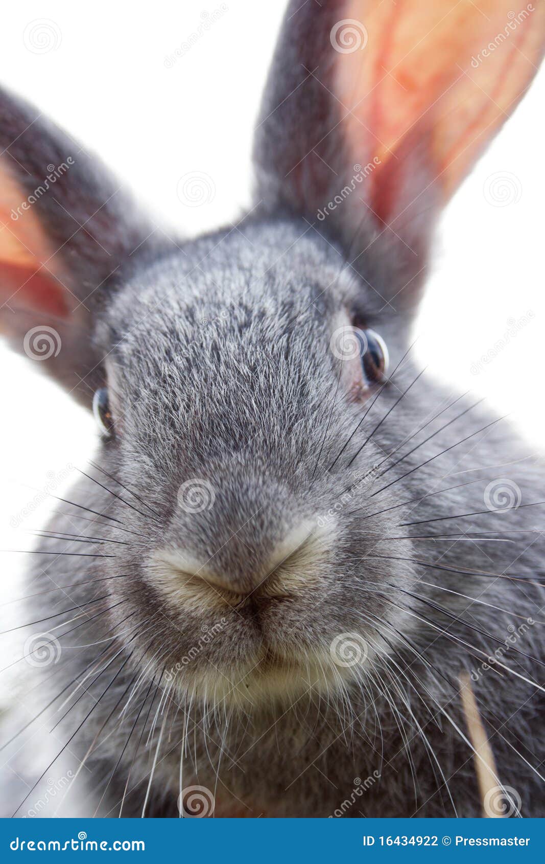Museau de lapin photo stock. Image du fermer, lepus, curieux - 16434922