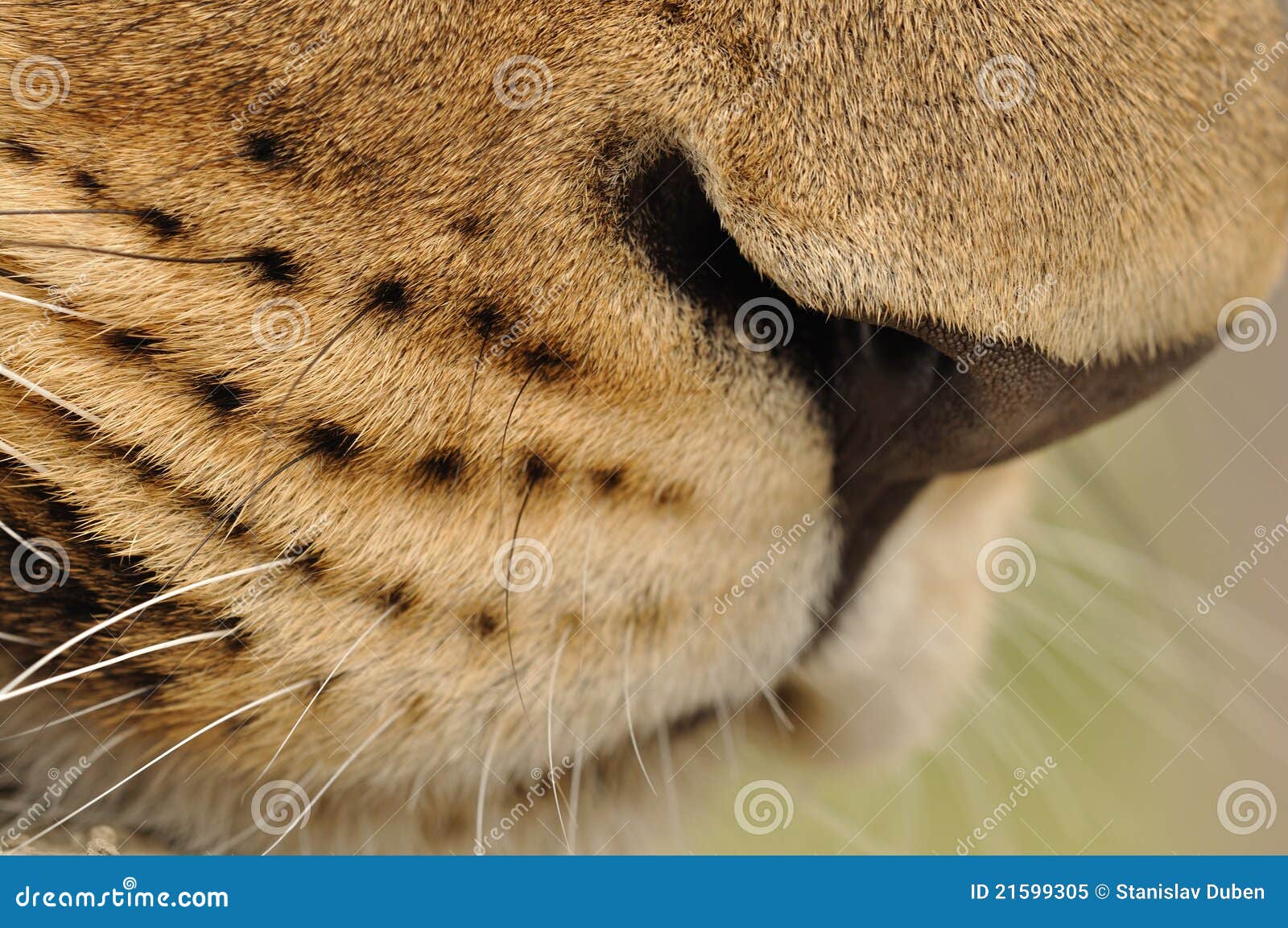 Museau de lion image stock. Image du prairie, nature - 21599305