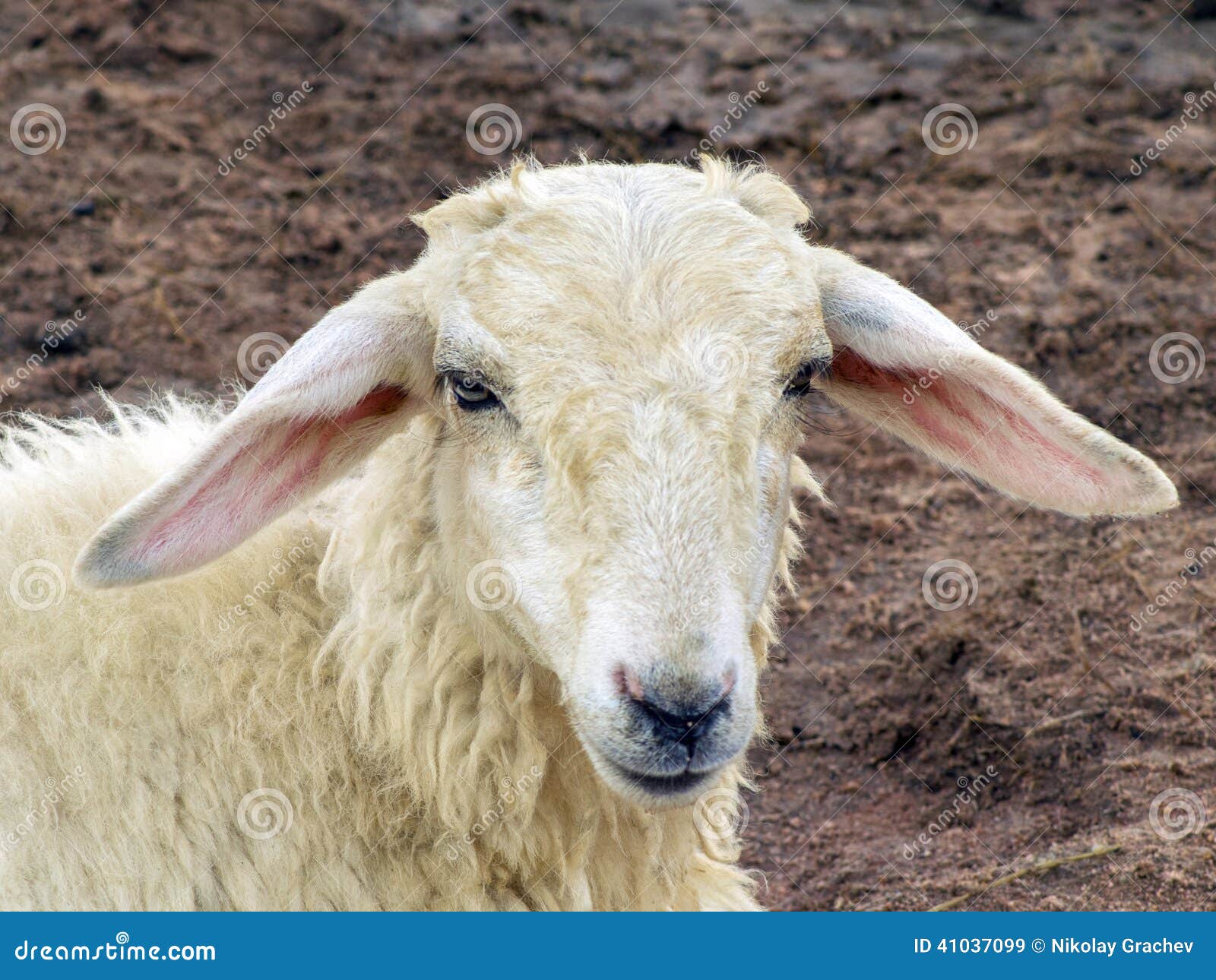 Museau de moutons image stock. Image du billies, vietnamien - 41037099