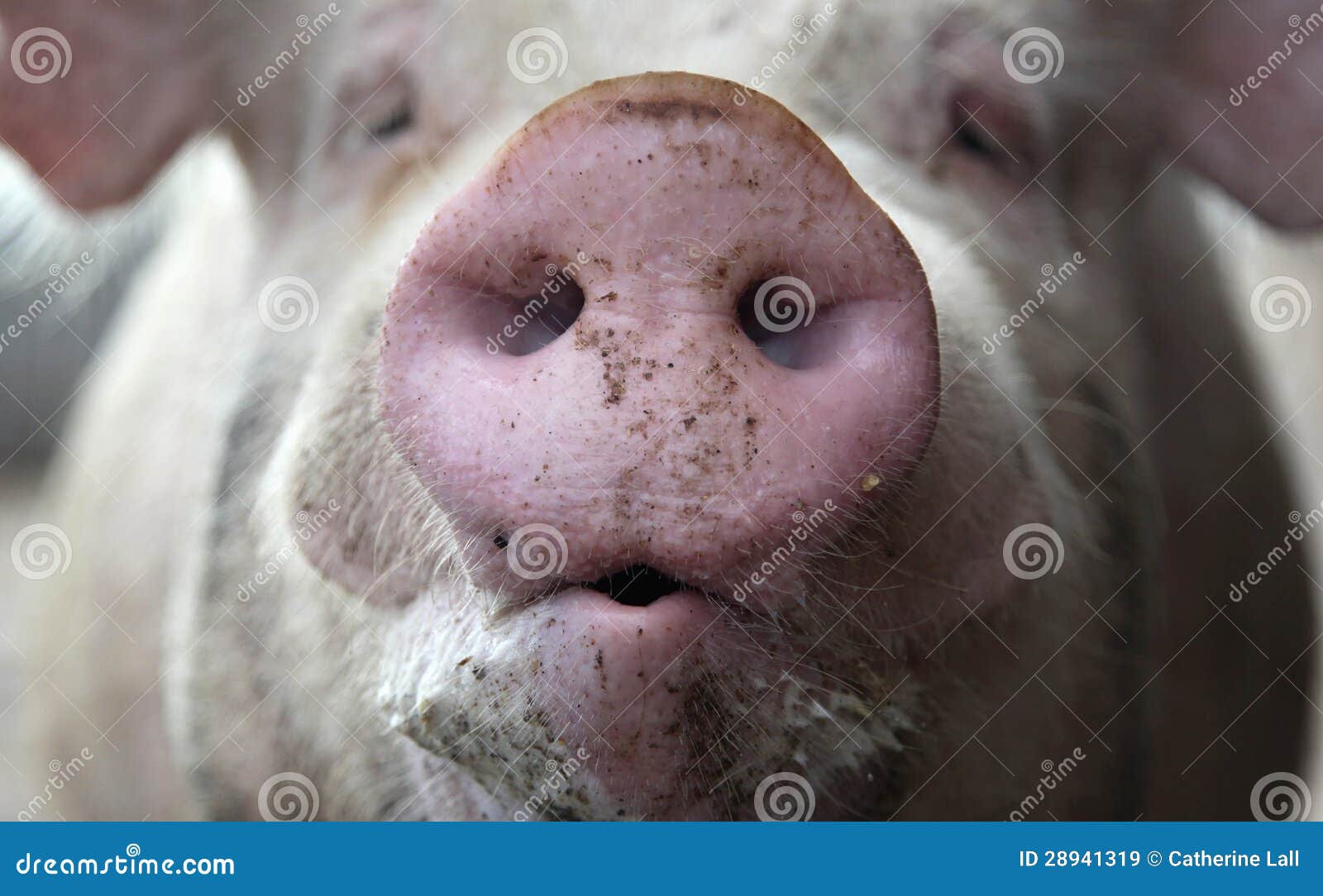 Museau de porc image stock. Image du modifié, museau - 28941319
