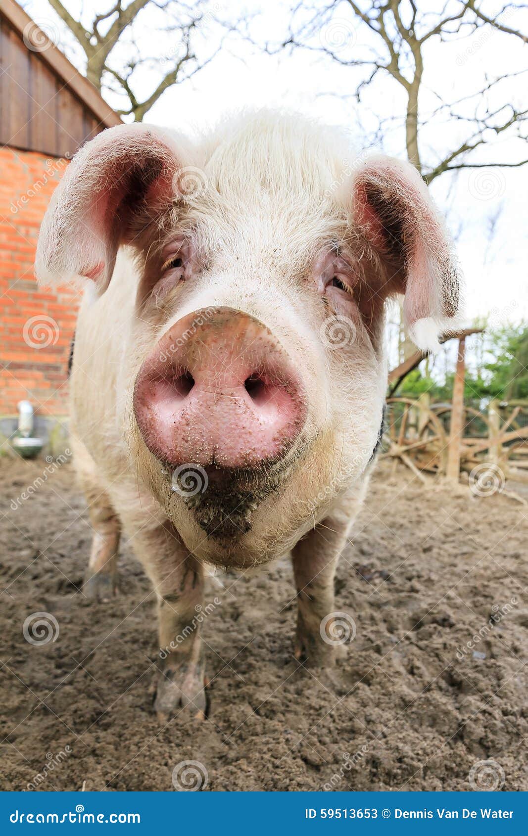 Museau heureux de porc image stock. Image du rose, europe - 59513653