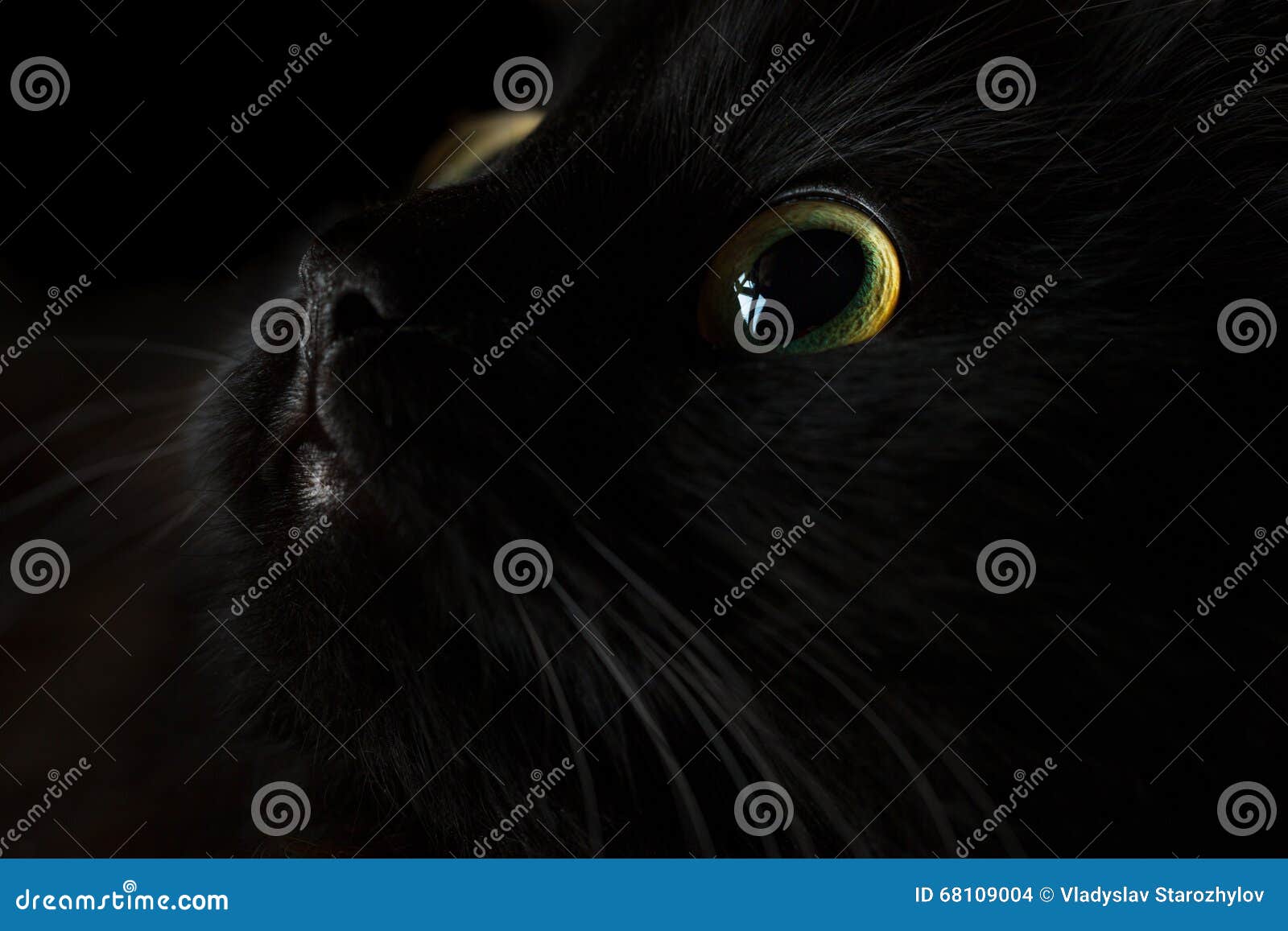 Museau Mignon D'un Chat Noir Photo stock - Image du alarme, saints ...