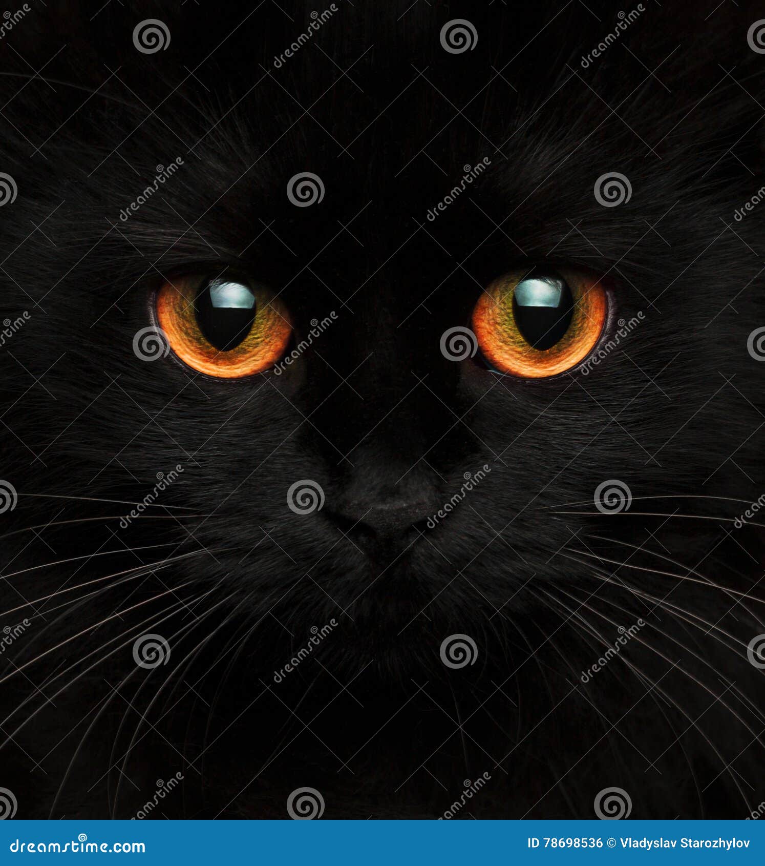 Chats Noirs Aux Yeux Rouges Chaton Noir Yeux Bleus