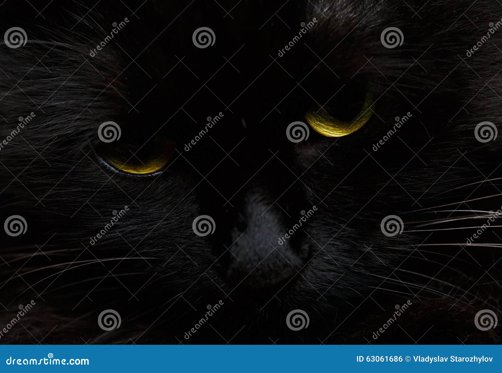Museau Mignon D'une Fin De Chat Noir Photo stock - Image du mignon ...