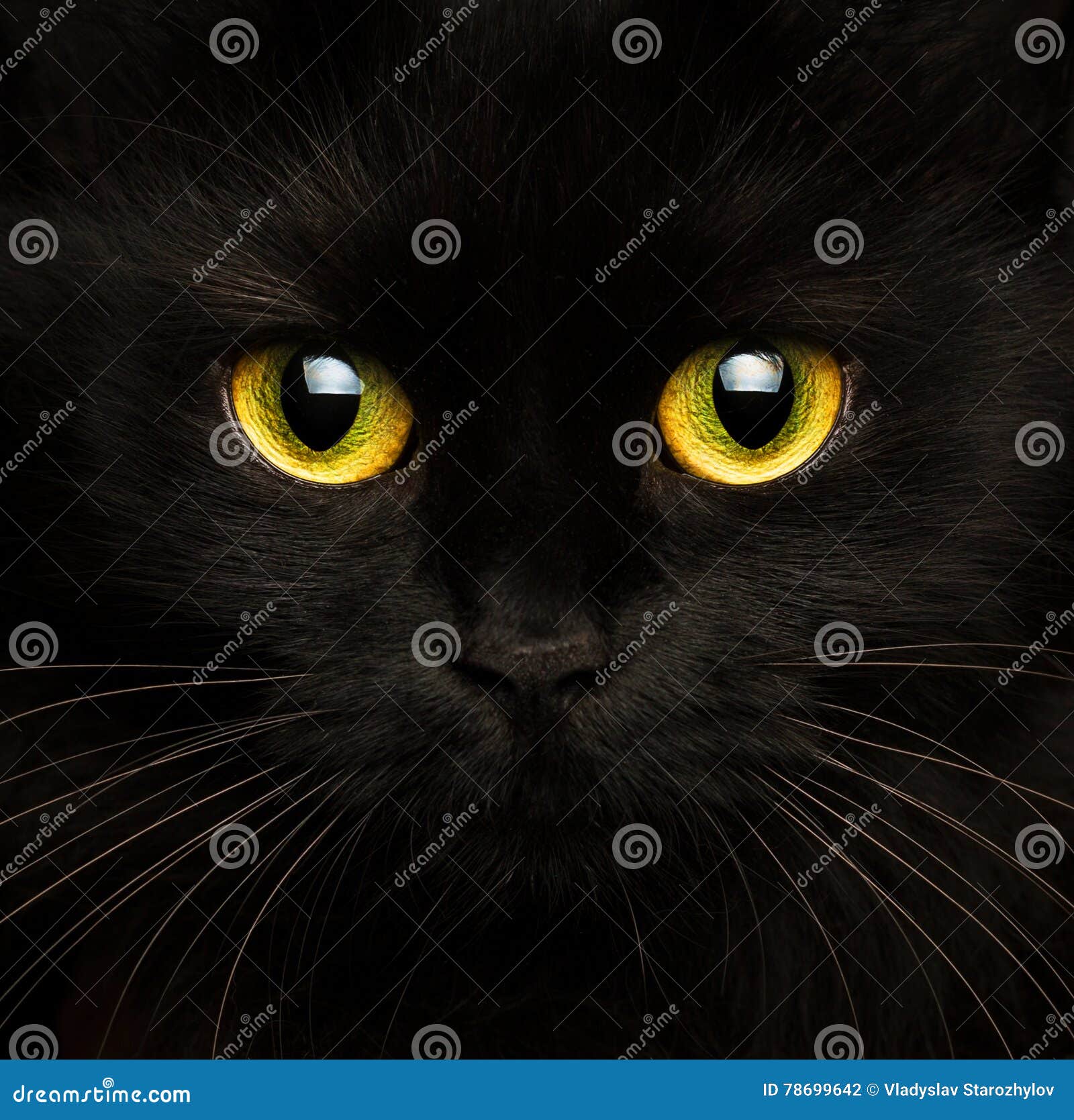Museau Mignon D'une Fin De Chat Noir Photo stock - Image du chat ...