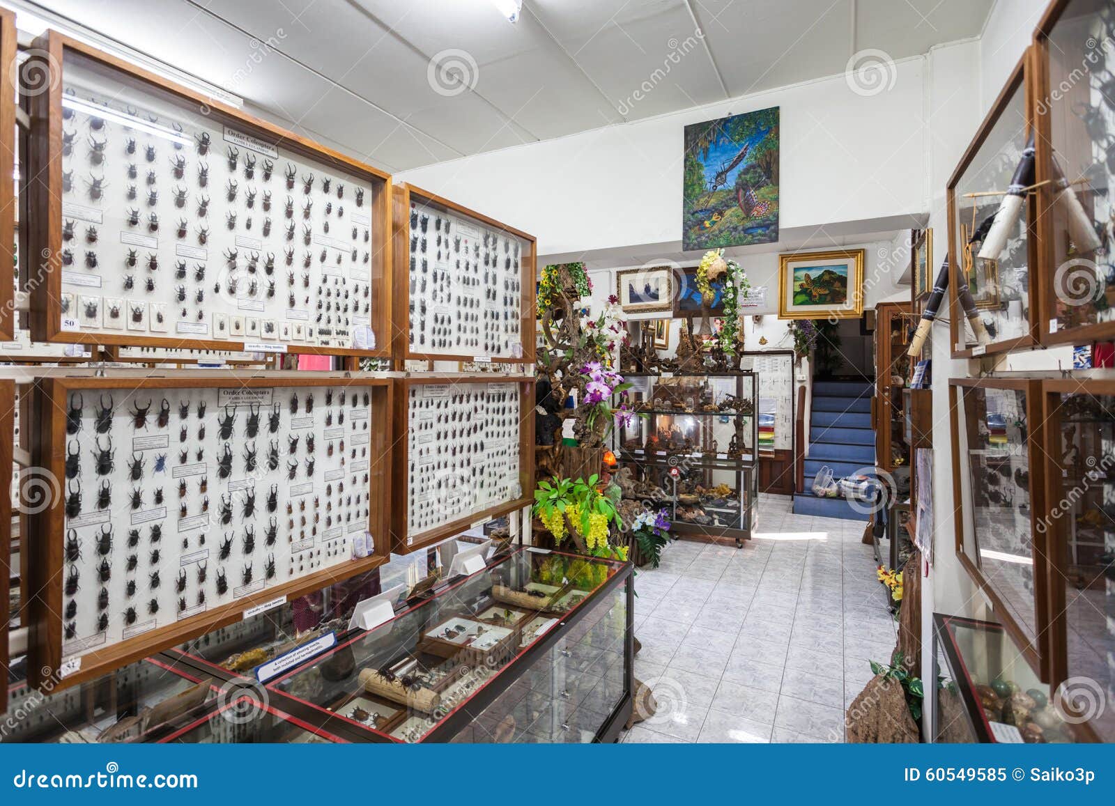 Museo Del Insecto Del Mundo Imagen editorial - Imagen de gatear ...