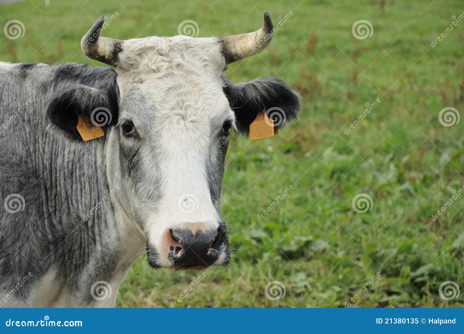 Museruola Della Mucca Bianca E Grigia, Ardennes Immagine Stock ...
