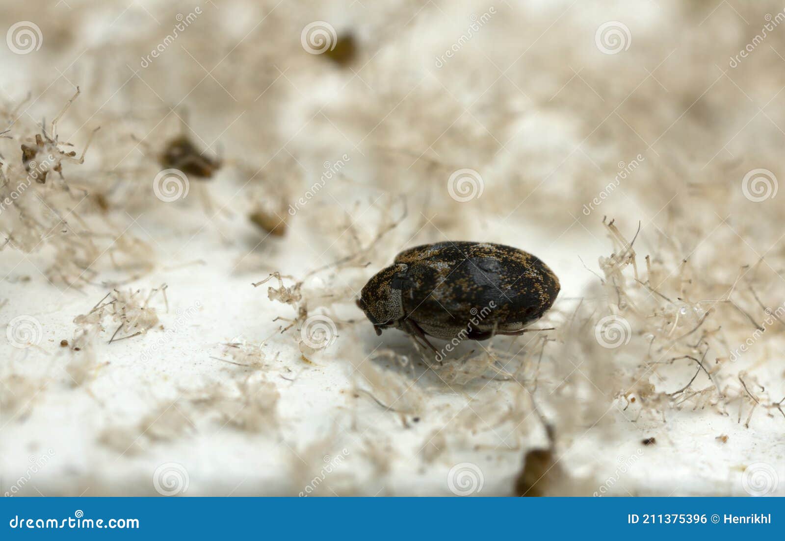 Museum Beetle, Anthrenus Museorum among Aphid Shells Stock Photo ...