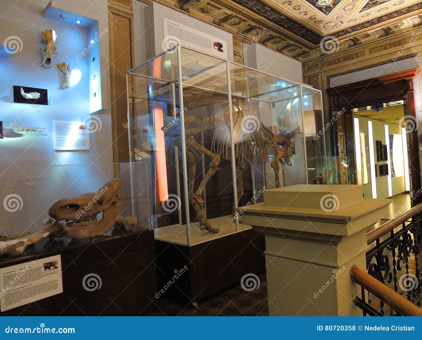 Museum editorial stock photo. Image of skeletons, bones - 80720358