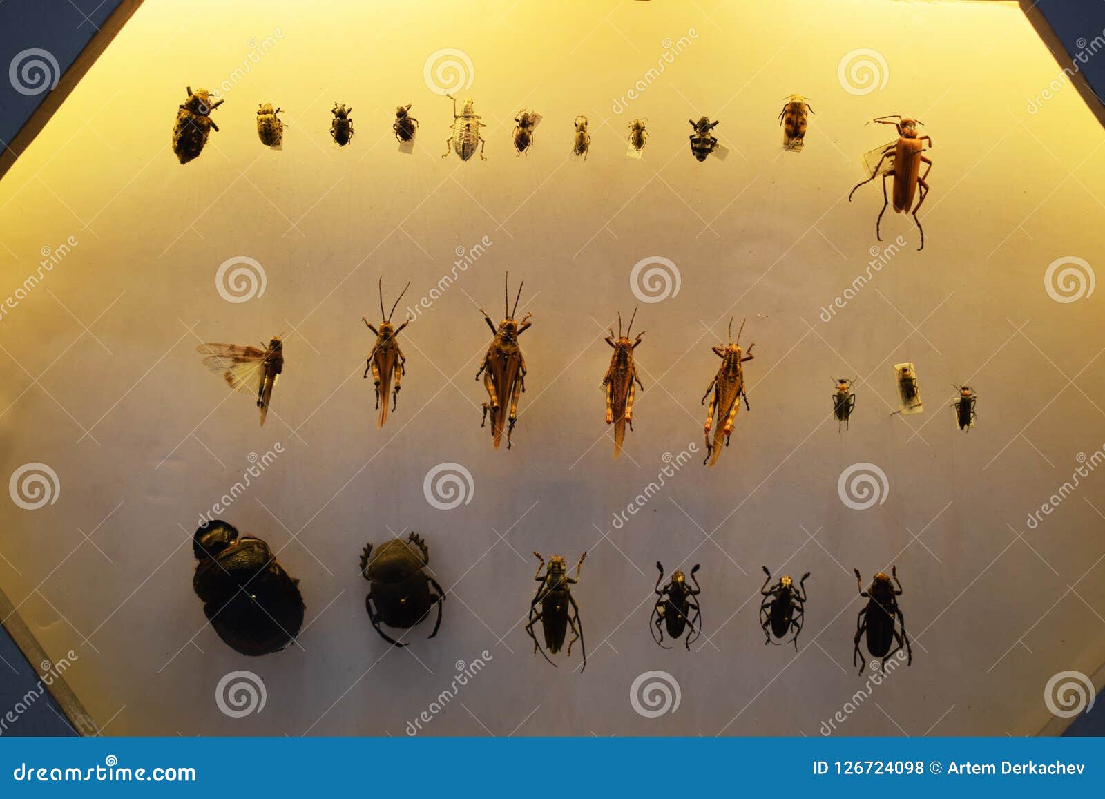 Museum, Various Dry Insects Under Glass As an Exhibit Editorial Stock ...
