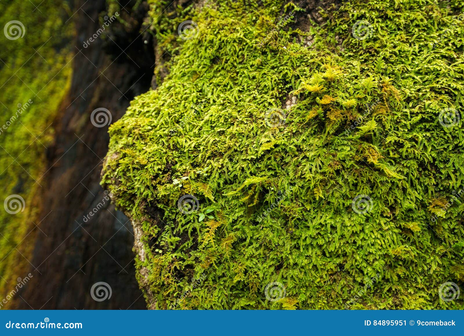 Musgo imagem de stock. Imagem de musgo - 84895951