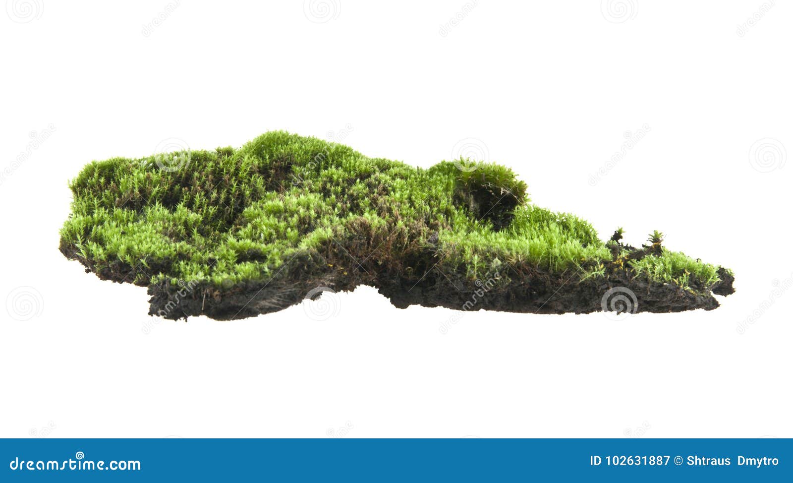 Musgo aislado en blanco imagen de archivo. Imagen de macro - 102631887