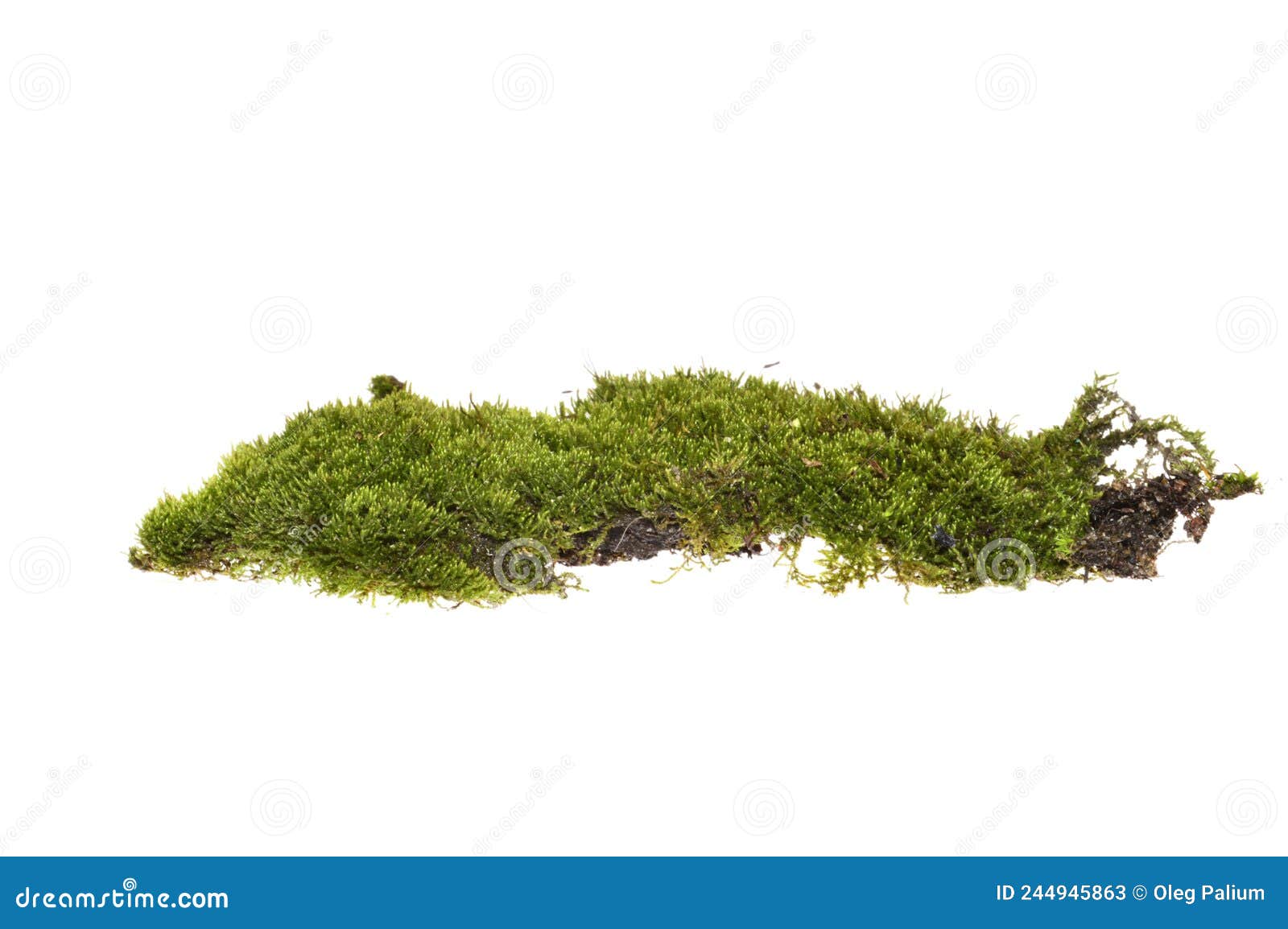 Musgo Aislado En Fondo Blanco Imagen de archivo - Imagen de ambiente ...