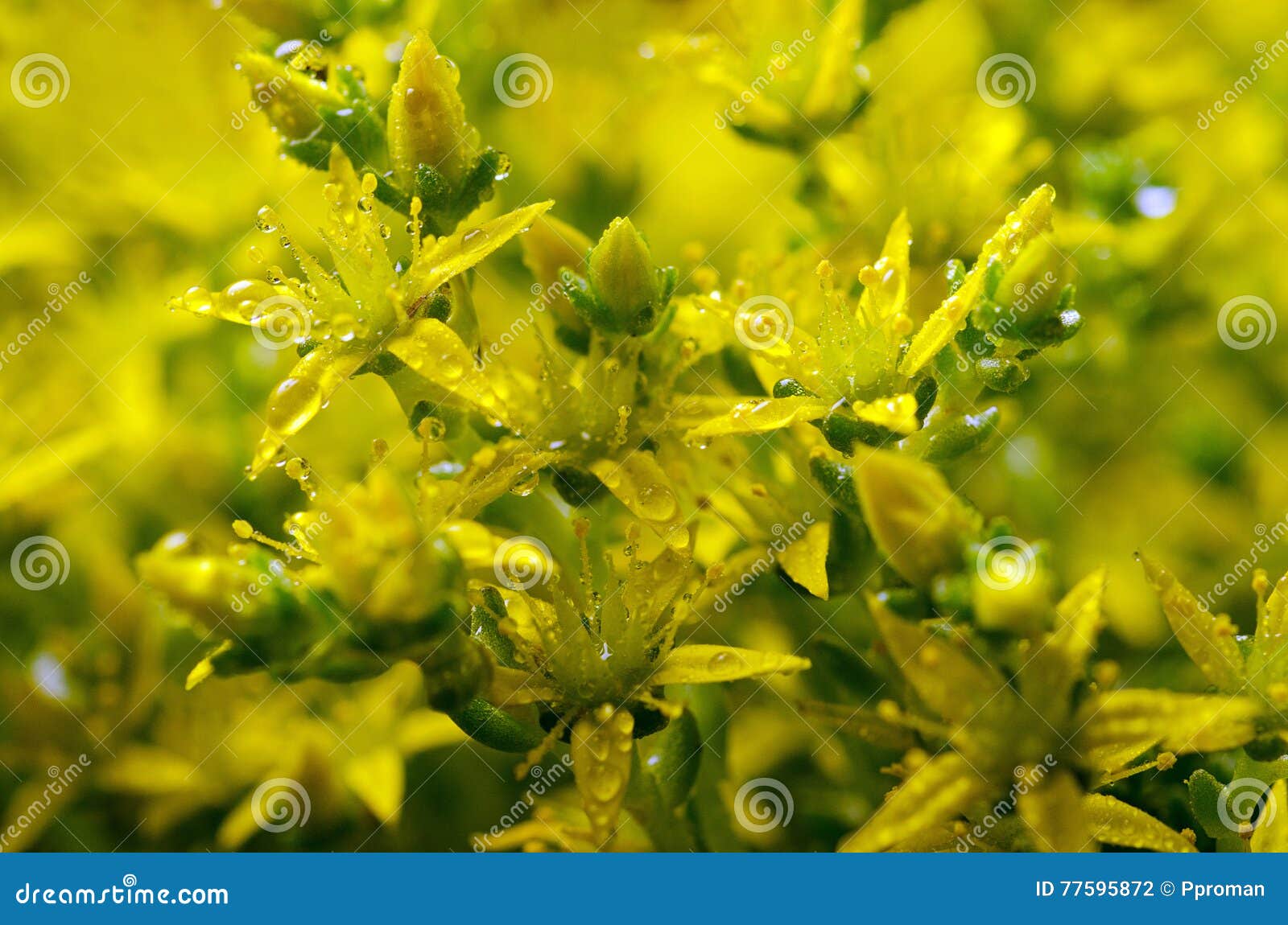 Musgo amarillo de la flor foto de archivo. Imagen de alfombra - 77595872