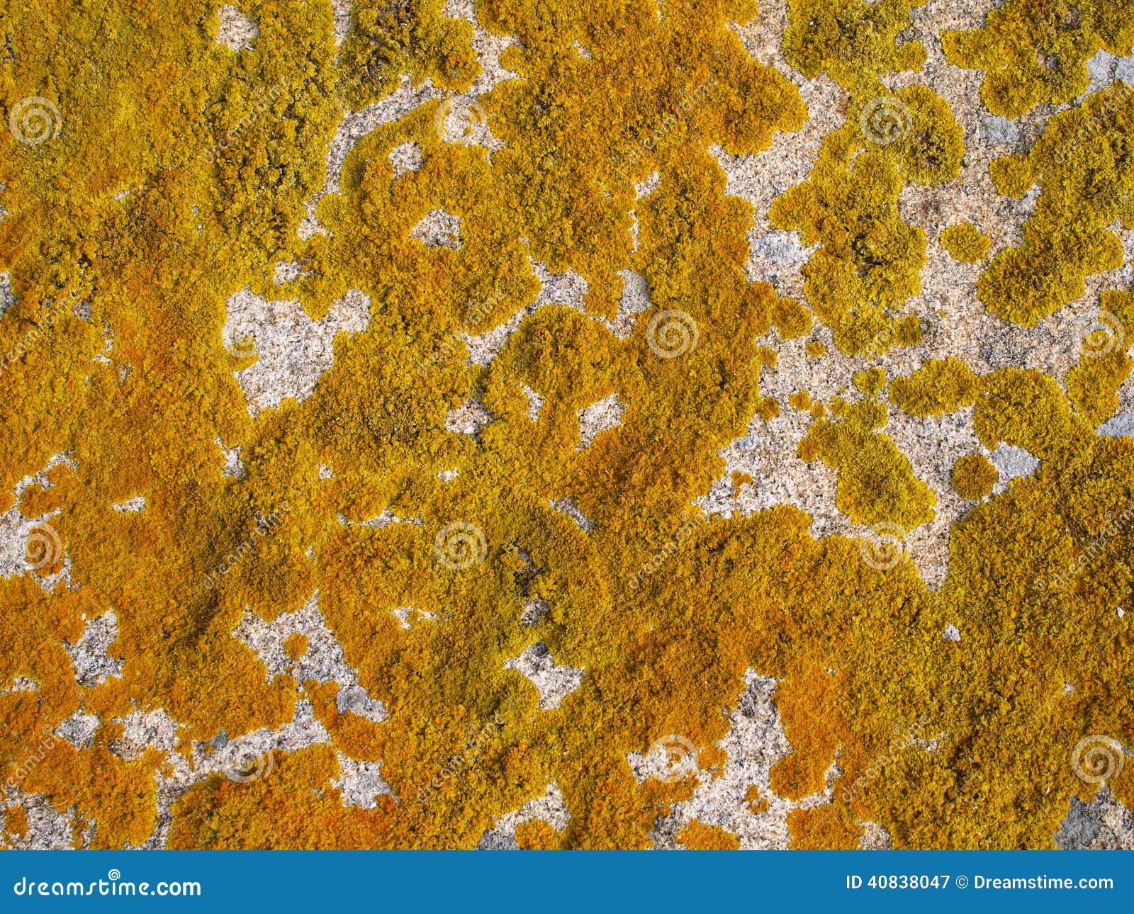 Musgo Amarillo De La Textura Imagen de archivo - Imagen de musgo ...