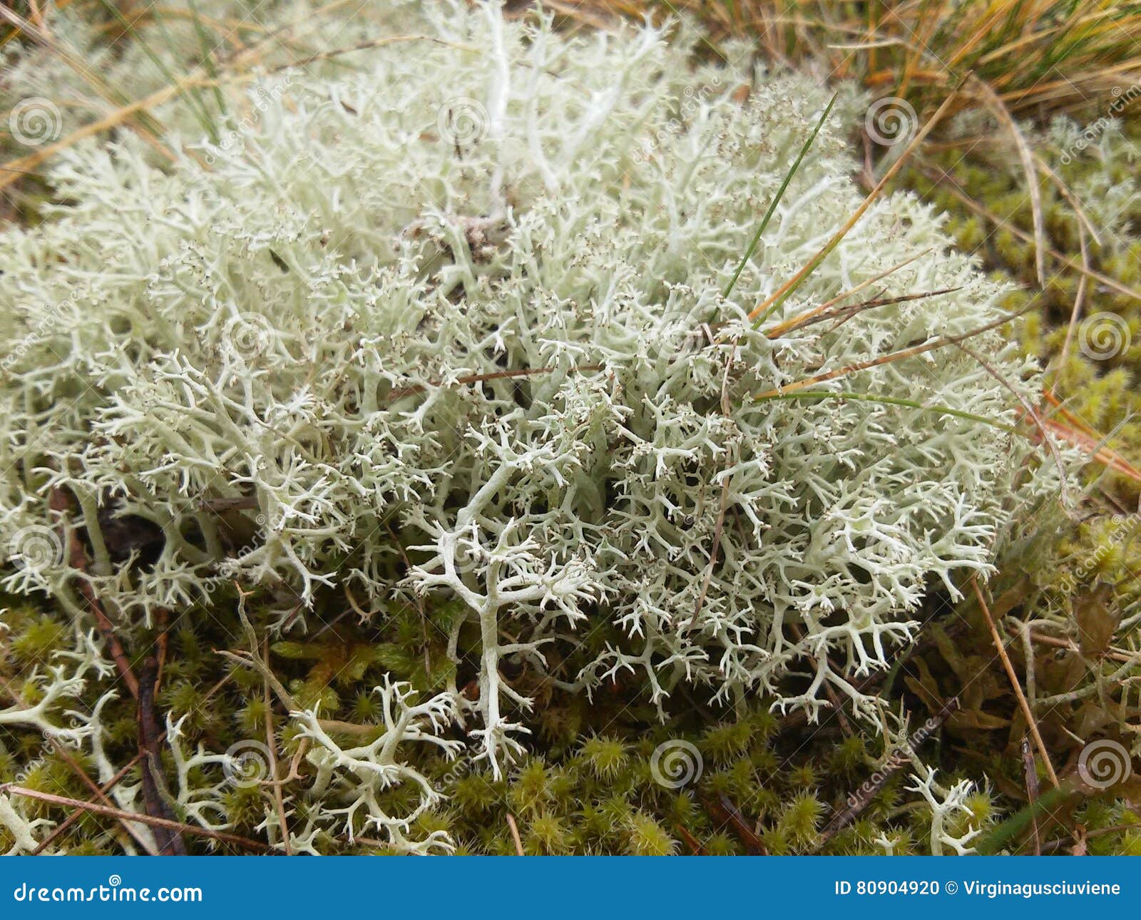 Musgo blanco foto de archivo. Imagen de hojas, planta - 80904920