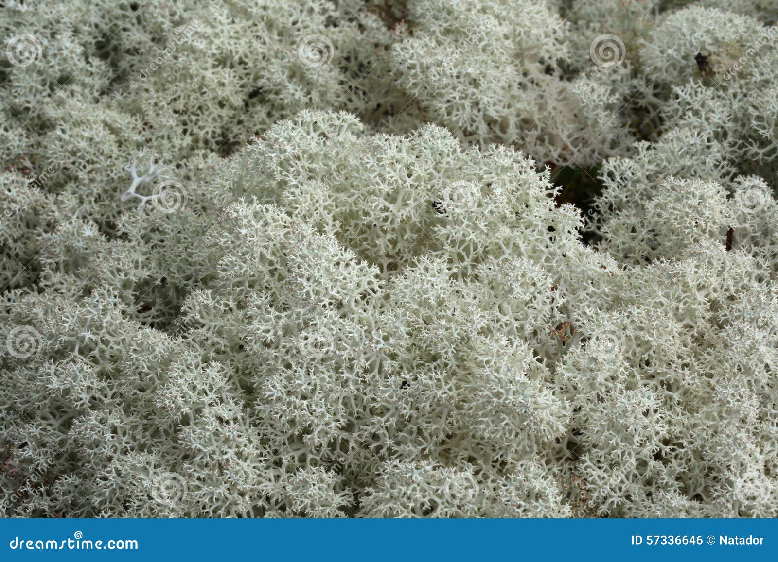 Musgo Blanco En La Tundra, Macro Foto de archivo - Imagen de blanco ...