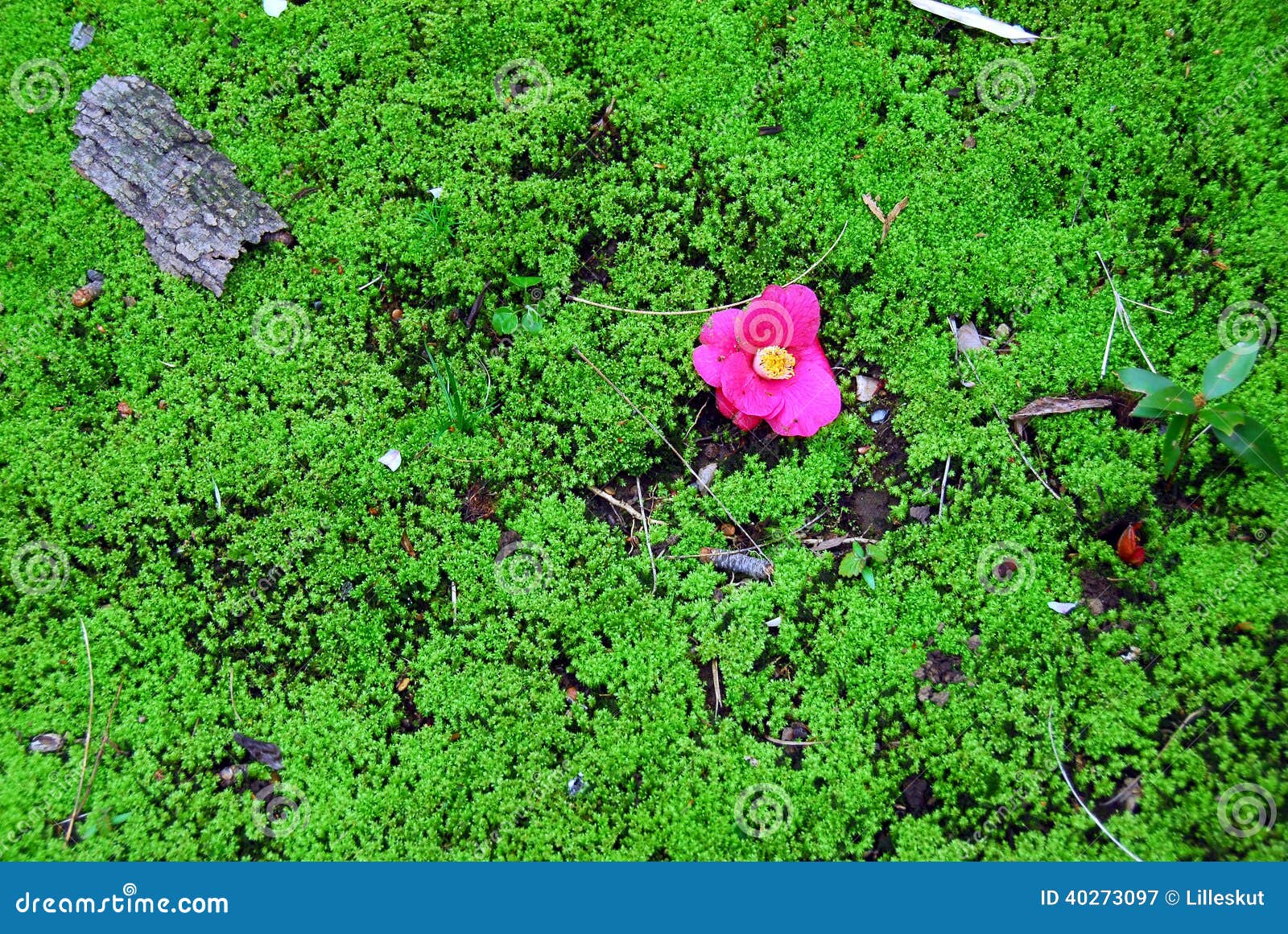 Musgo Cor De Rosa Do Verde Da Flor Fotos De Stock - Baixe 767 Fotos ...