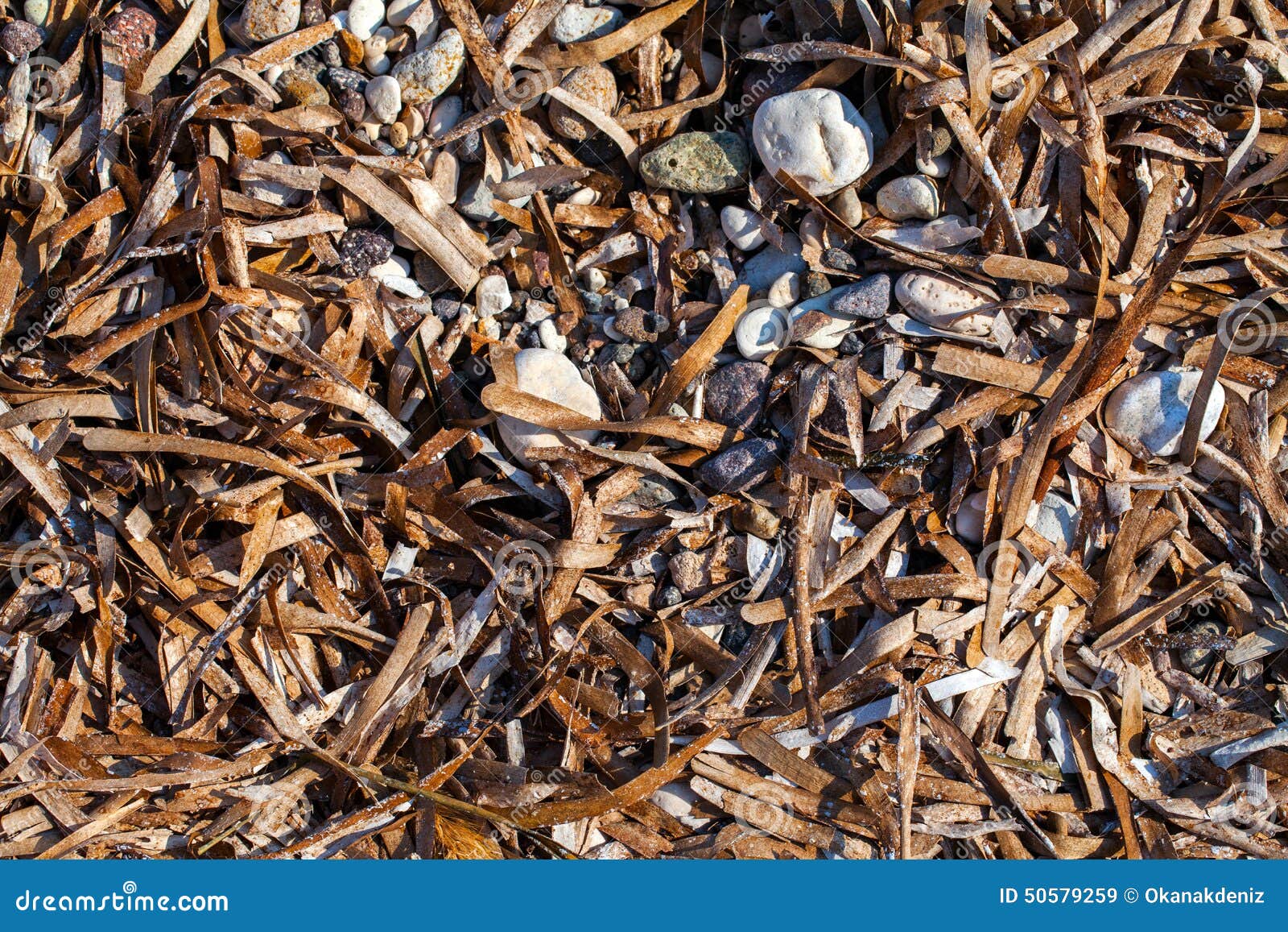 Musgo de mar seco imagem de stock. Imagem de oceano, acima - 50579259