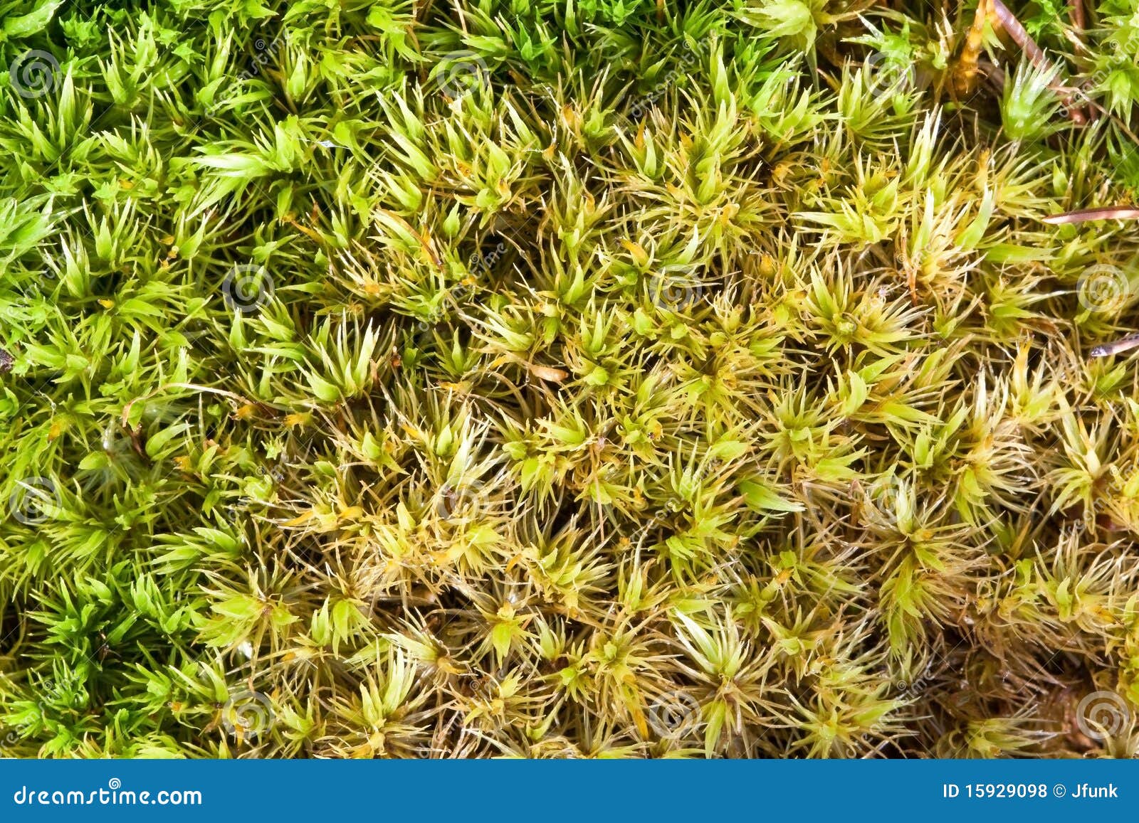 Musgo de Sphagnum foto de stock. Imagem de nave, molhado - 15929098