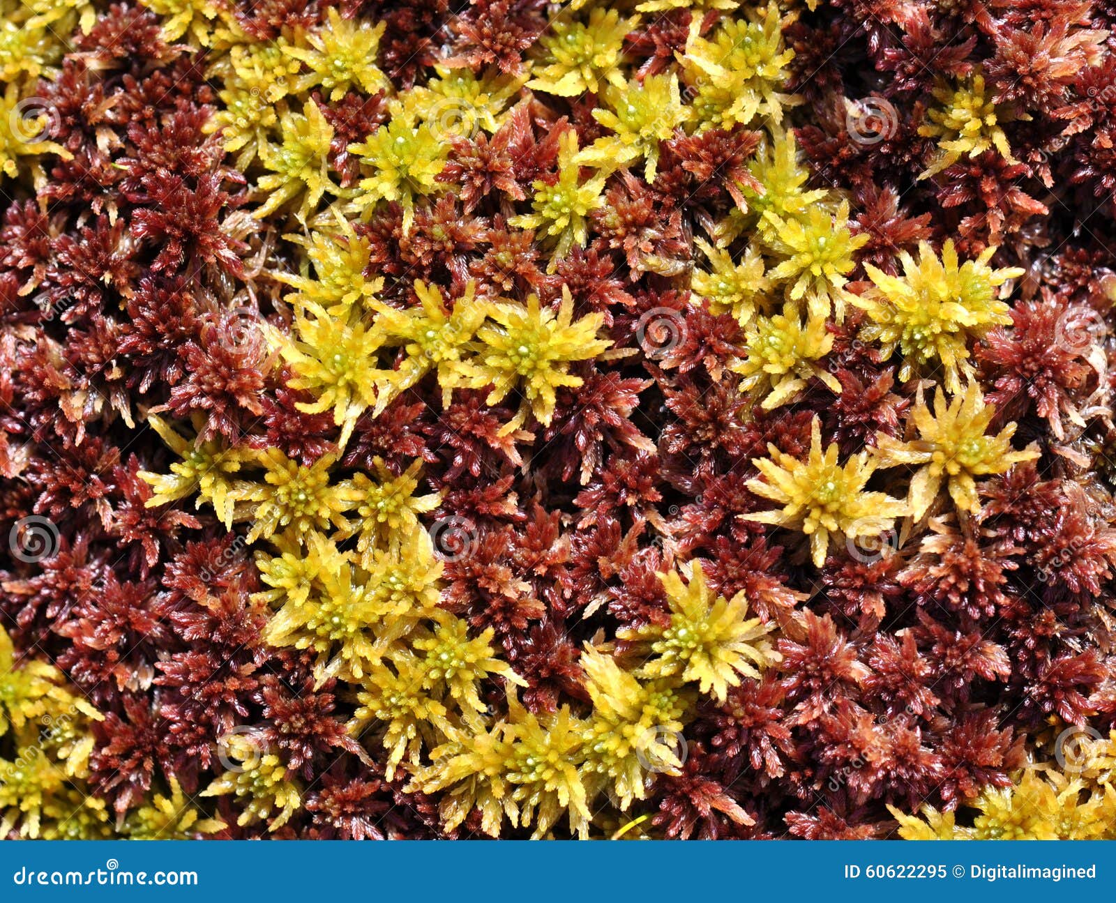 Musgo de Sphagnum imagen de archivo. Imagen de diverso - 60622295