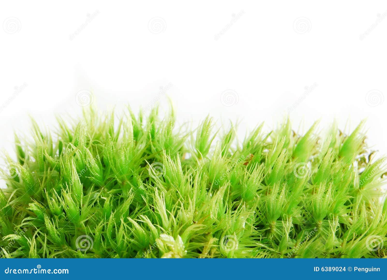 Musgo de Sphagnum foto de archivo. Imagen de hierba, madera - 6389024