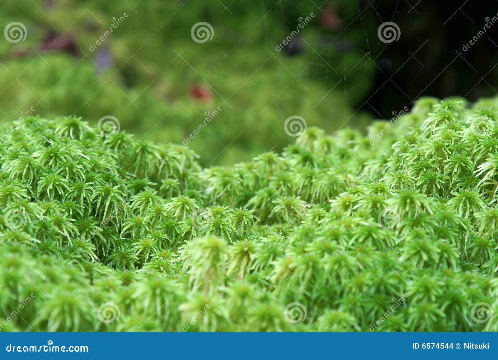 Musgo de Sphagnum foto de archivo. Imagen de colmos, invierno - 6574544