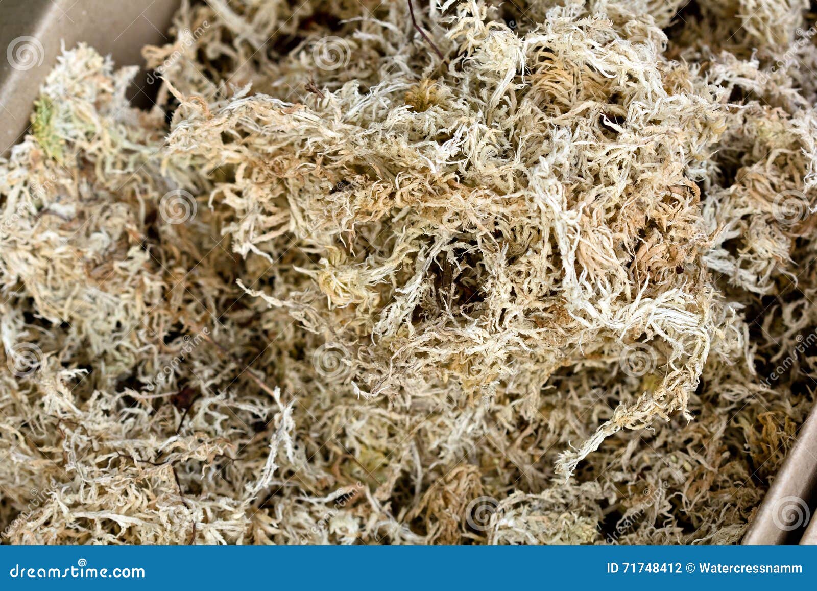 Musgo de Sphagnum foto de archivo. Imagen de musgo, verde - 71748412