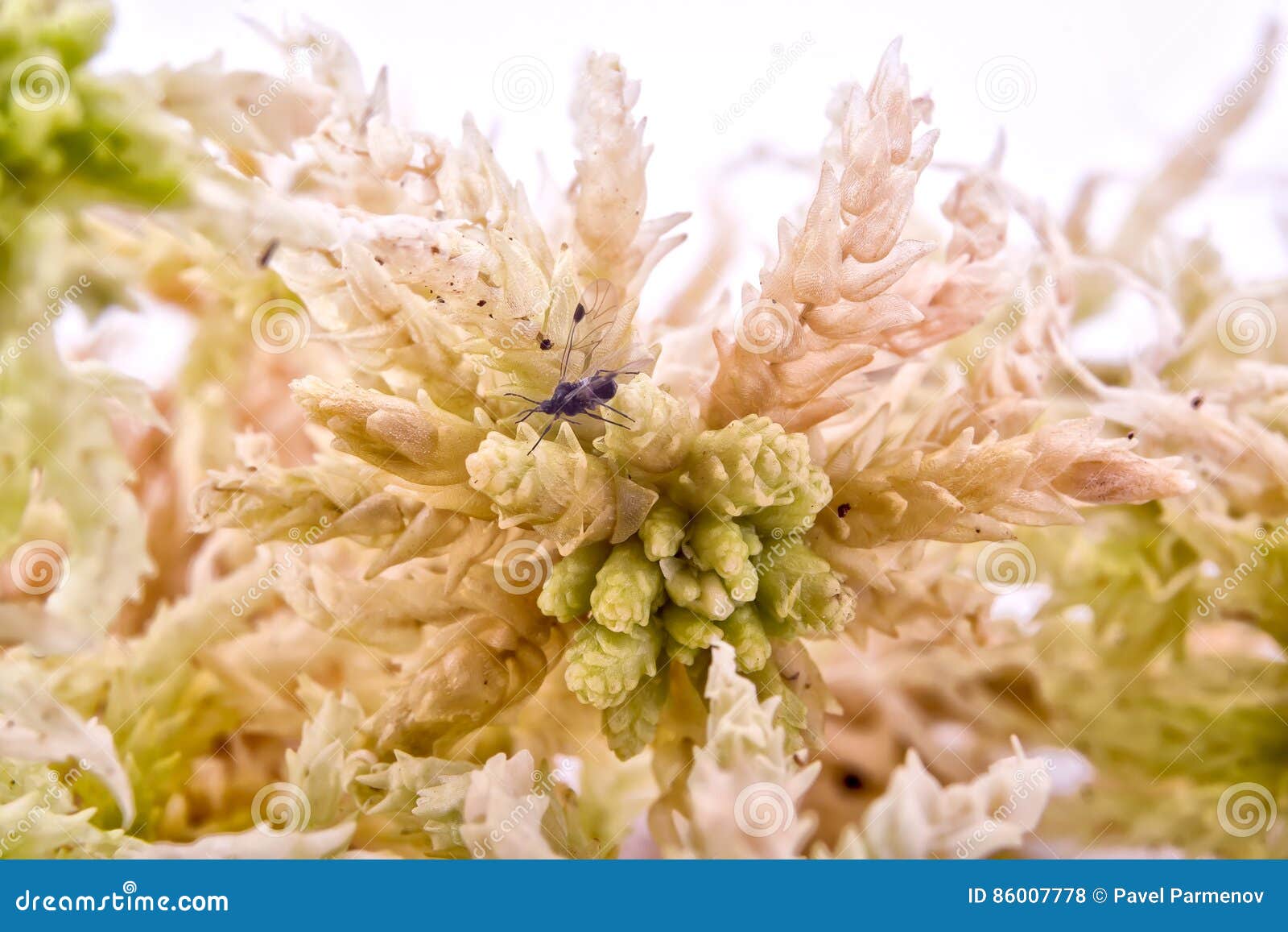 Musgo de Sphagnum foto de archivo. Imagen de aislante - 86007778